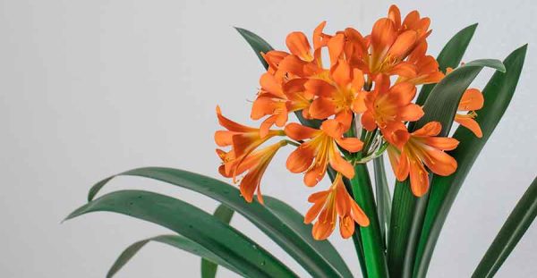 How To Identify The Different Pests And Diseases on Clivias - Indigo ...