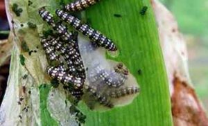 How To Identify The Different Pests And Diseases on Clivias - Indigo ...