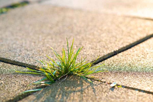 Weed Control In Your Garden And Paving - Read Our Tips & Ideas