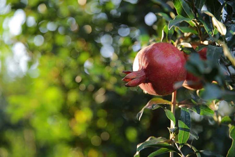 Pomegranate Trees: Tips for Pest Control, Pruning, and Fertilisation ...