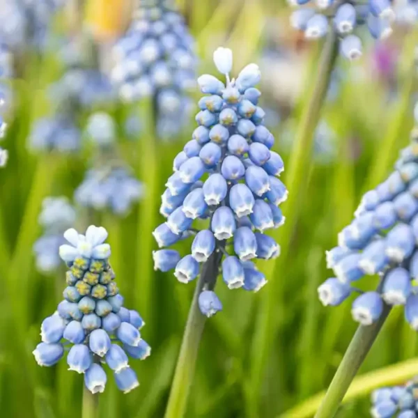 Muscari Blue Pearl - Indigo Garden Centre
